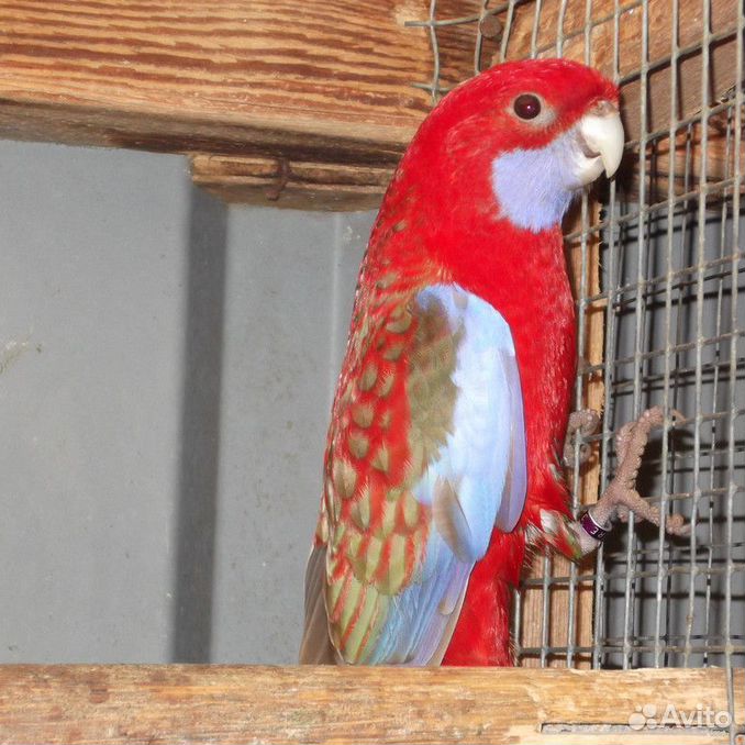 Розелла Пенанта