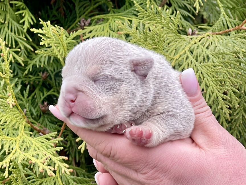 Лиловый триколор мальчик