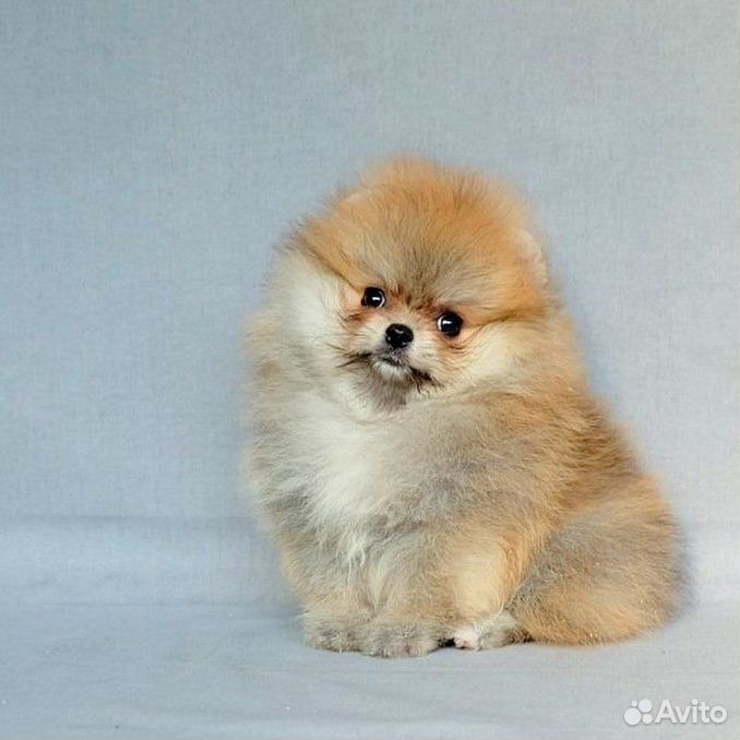 Девочка минюшка, тип "мишка"