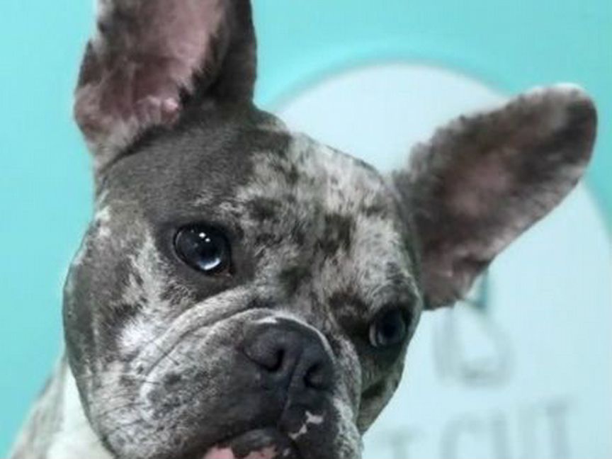 Французский бульдог мини