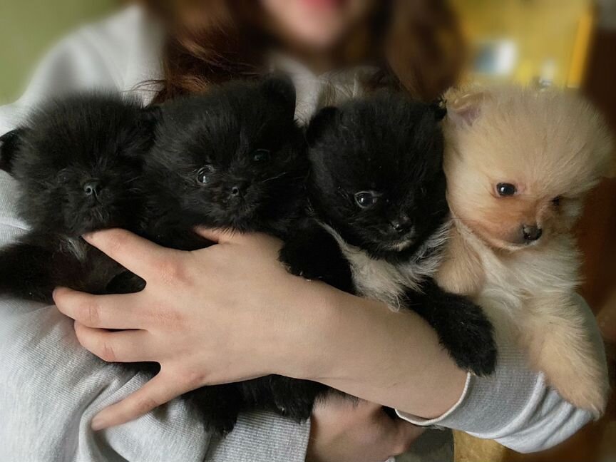 Милашки шпицы