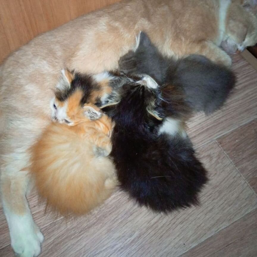 Отдам котят
