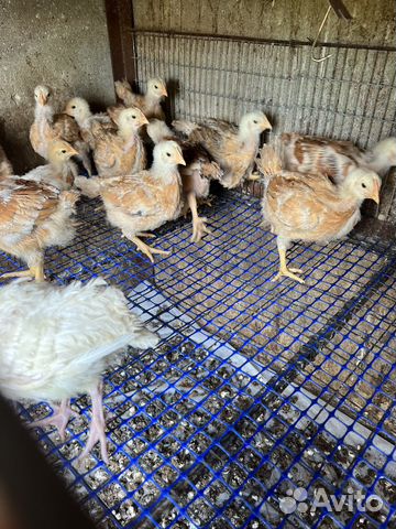 Курочки редбро