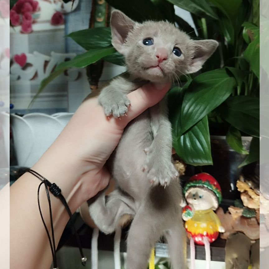 Ориенталы. Бронь