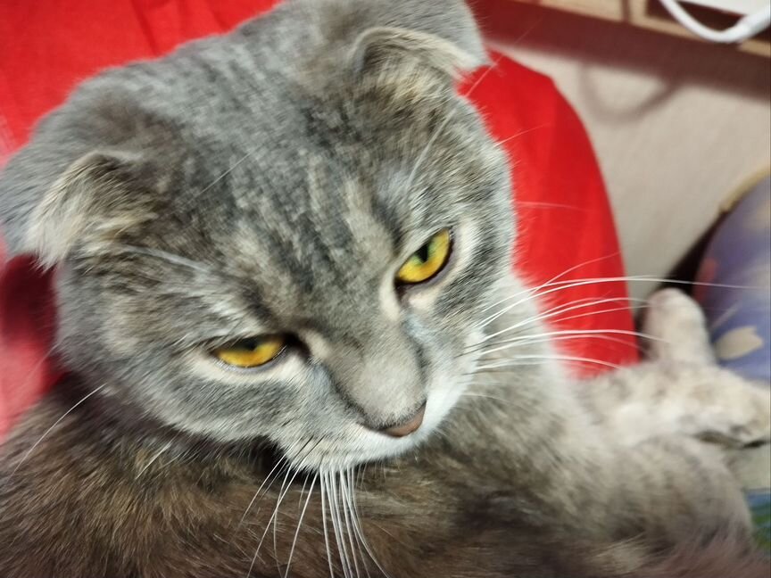 Кошки в добрые руки бесплатно