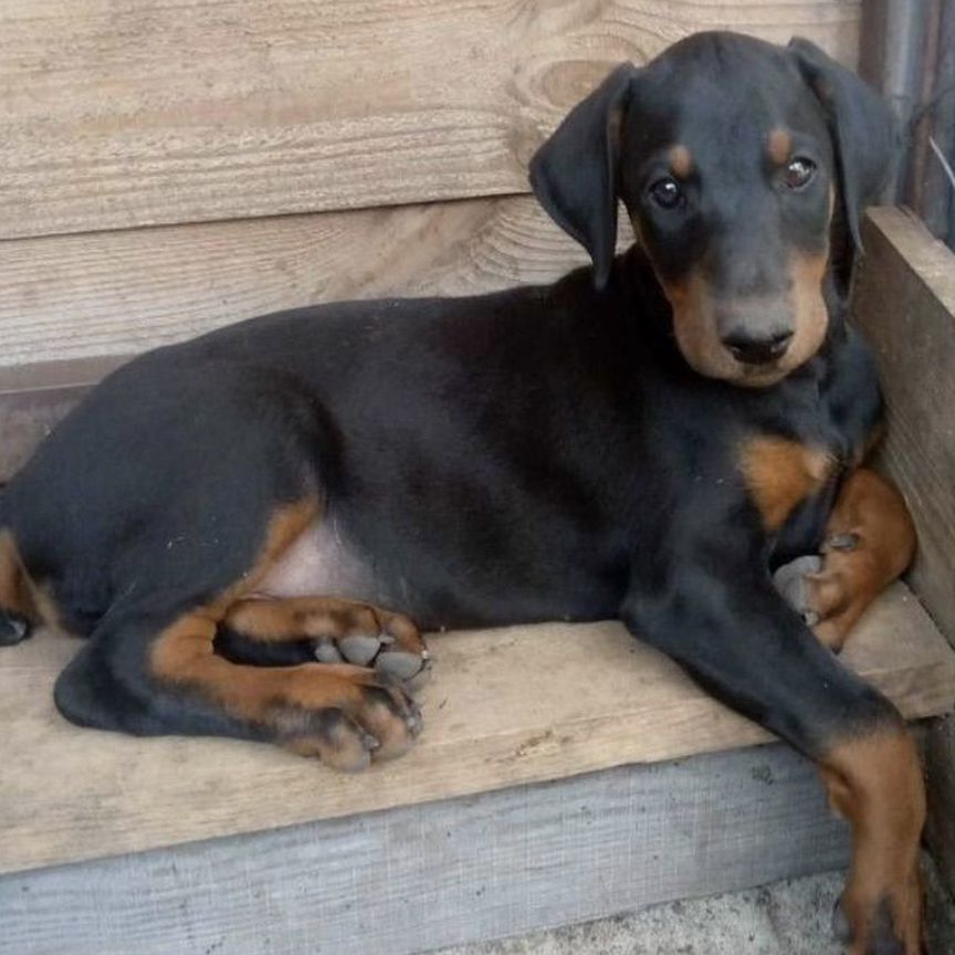 Щенки добермана