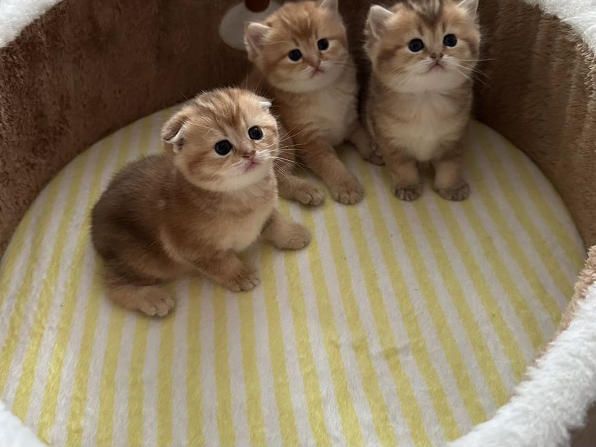 Котята золотая шиншилла