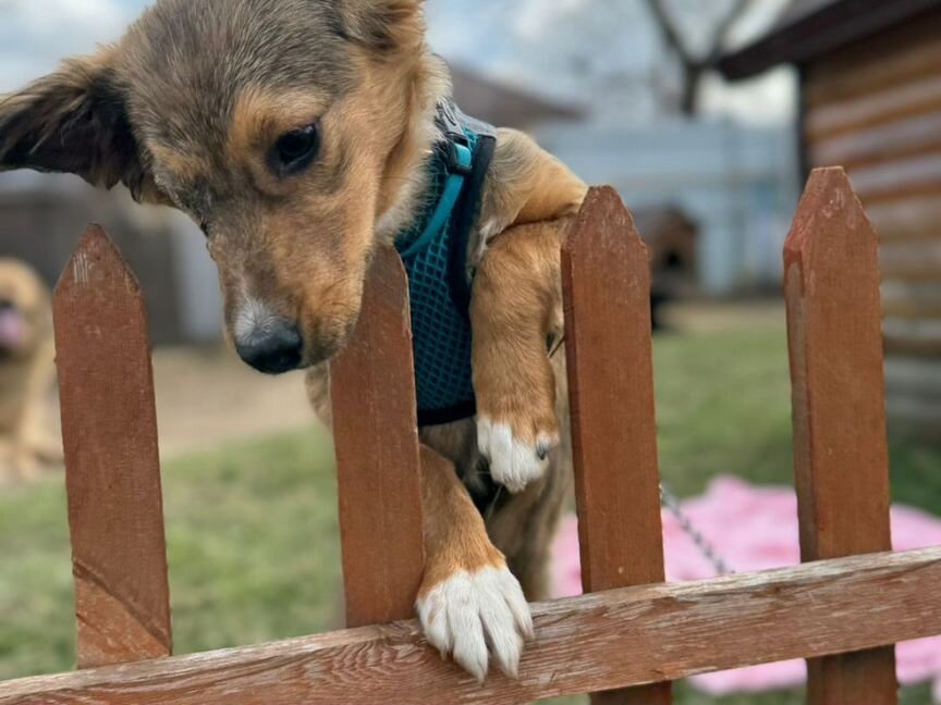 В хорошие руки