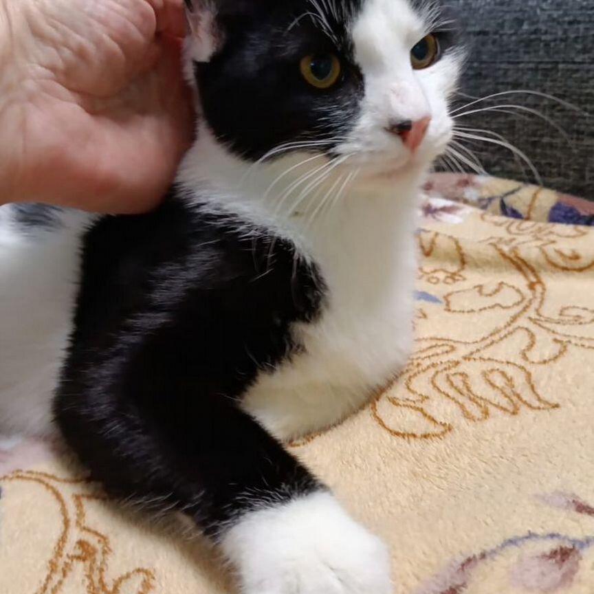 Котик в добрые руки