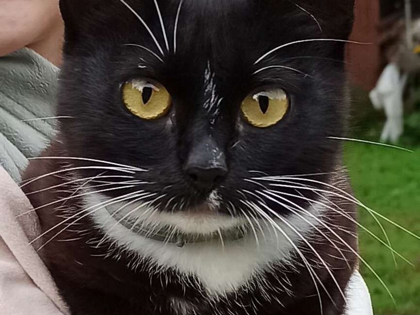 Потеряшки коты