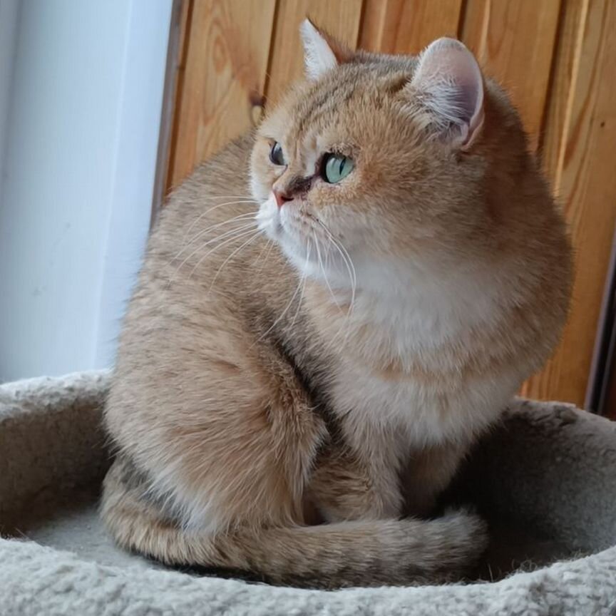 Домашняя кошечка британка