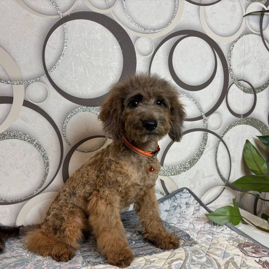 Миниатюрный пудель