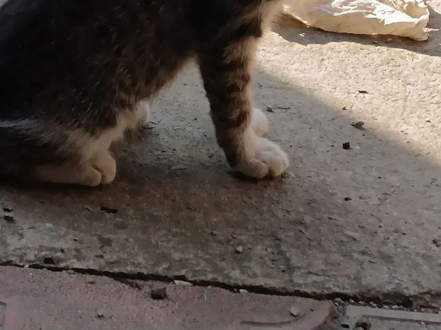 Кошка