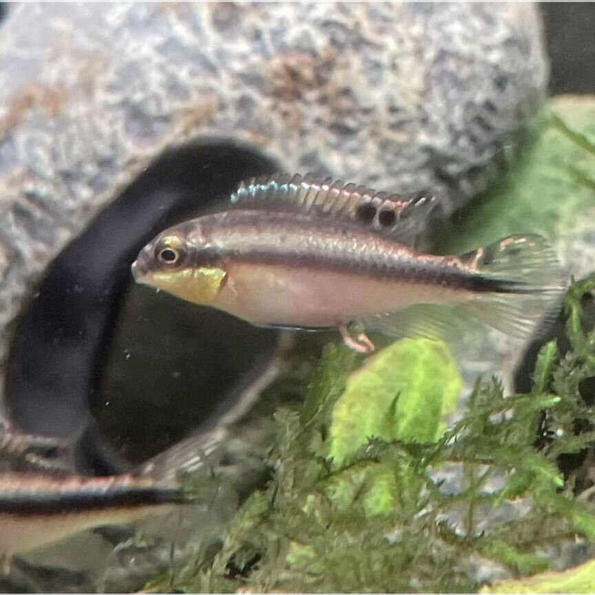 Пельвикахромис