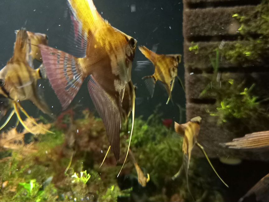 Скалярия дымчатая (малёк)