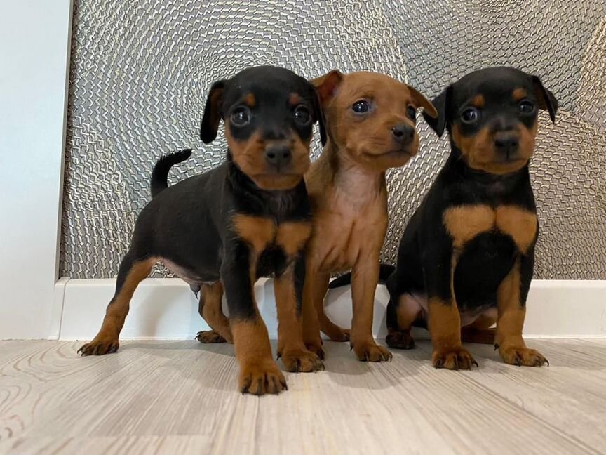 Щенки цвергпинчера