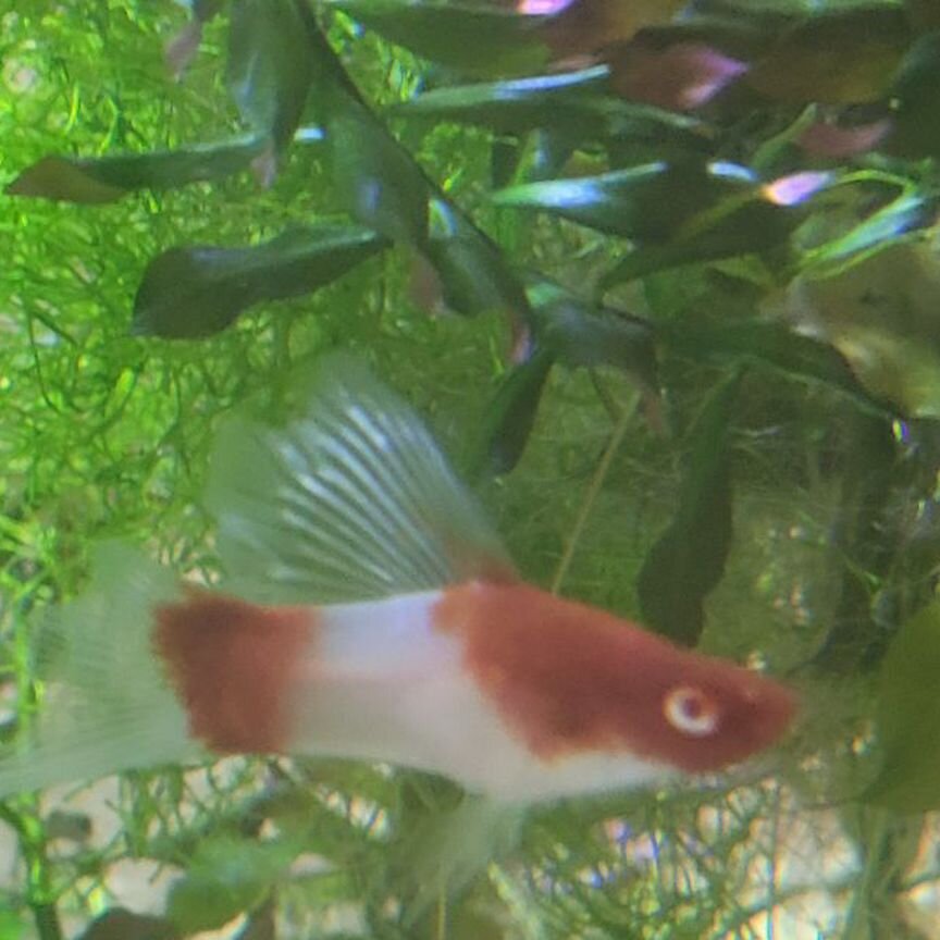 Меченосцы кохаку