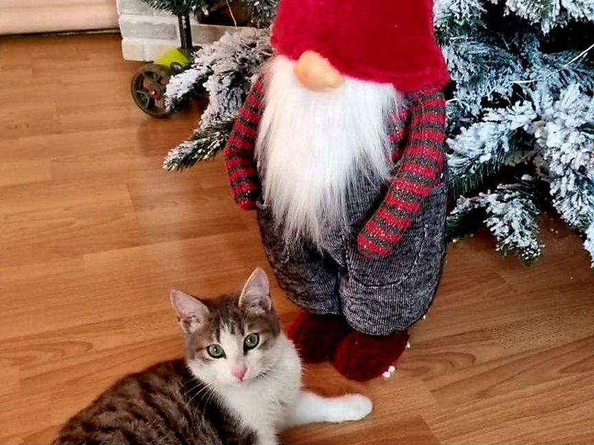 Кошка в дар