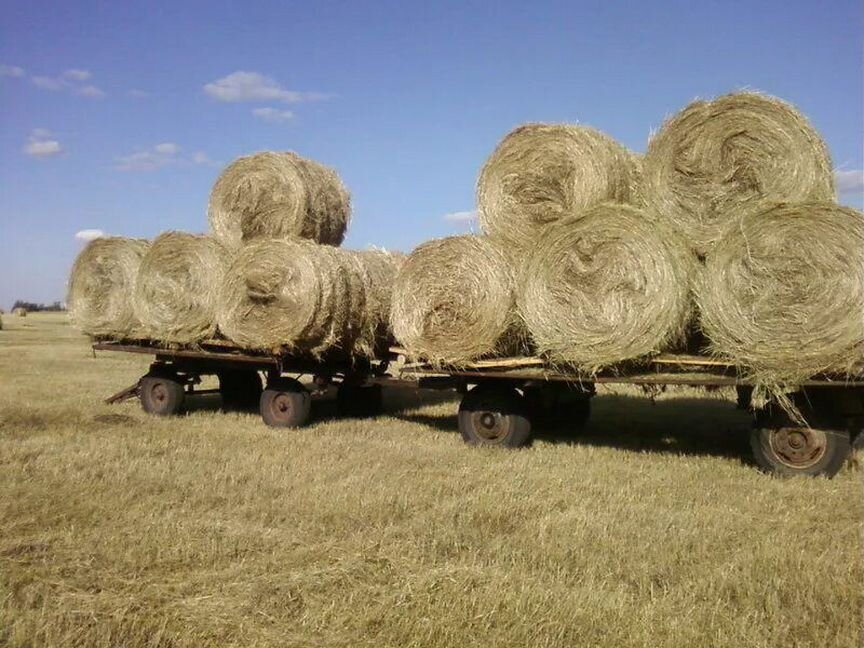 Сено в тюках. 5 центнеров