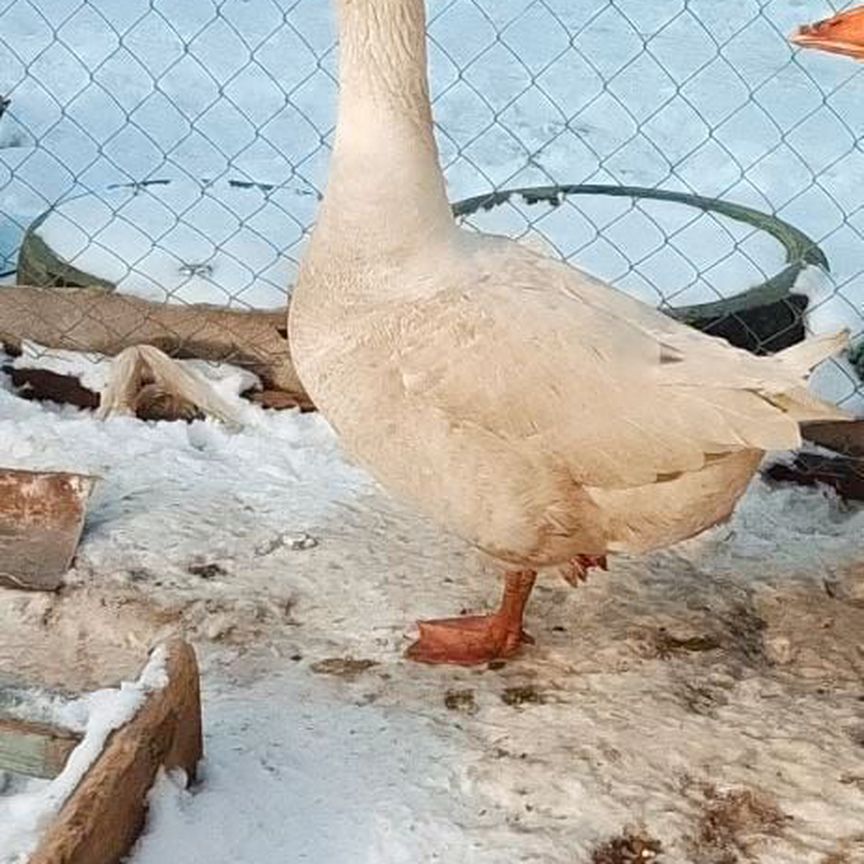 Гусь домашний