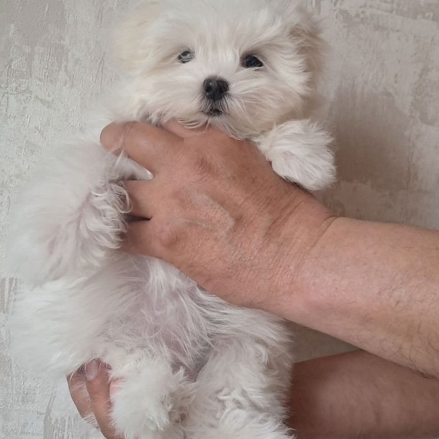 Мальтийская болонка, щенок