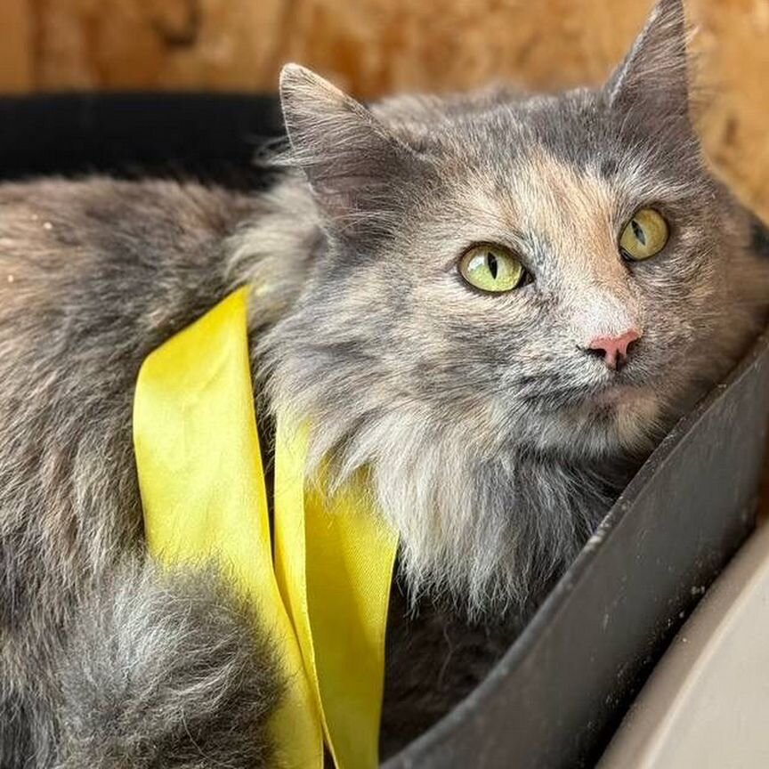 Красавица кошка ждет тебя