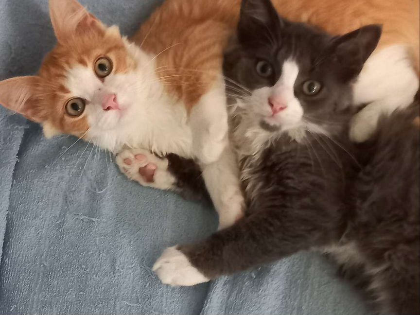 Котята