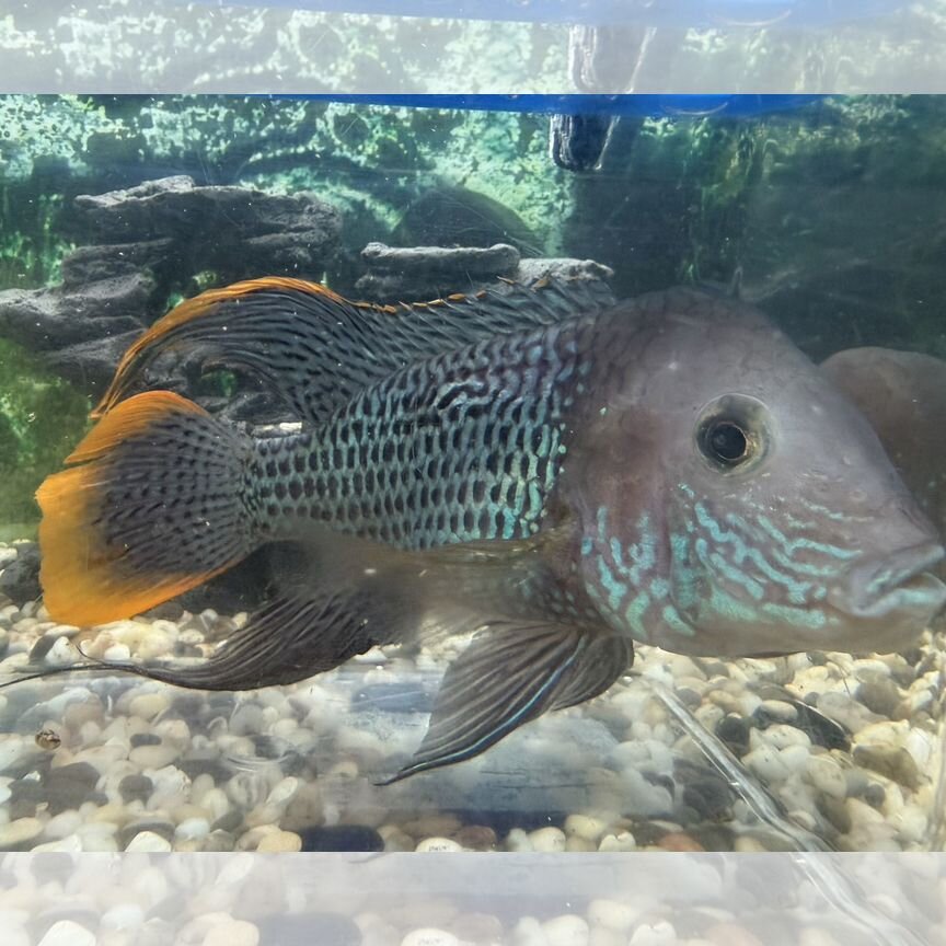 Акара бирюзовая самец