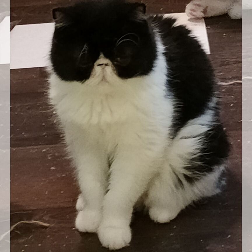 Экзотический короткошёрстный, взрослый кот