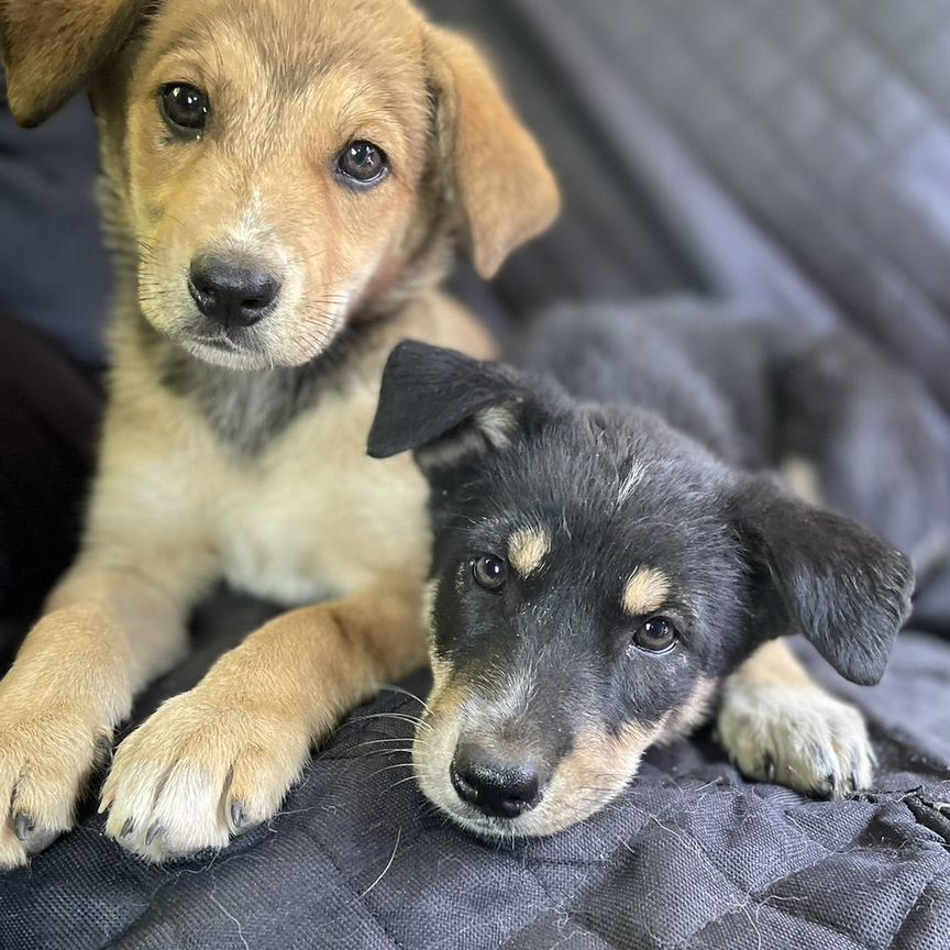 Выбросили малышек, ищут дом