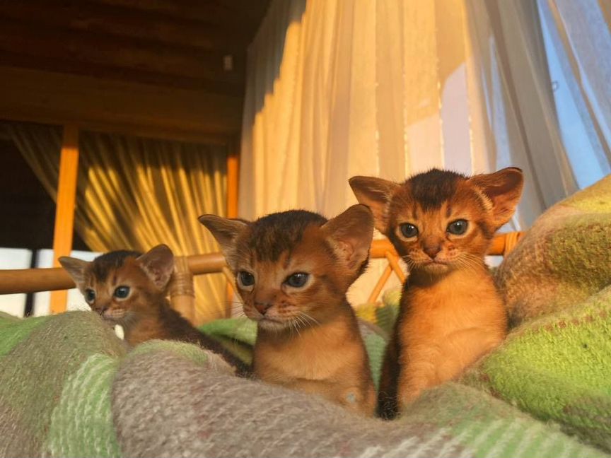 Абиссинские котята