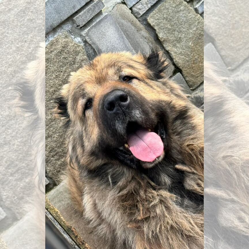 Собачий пух