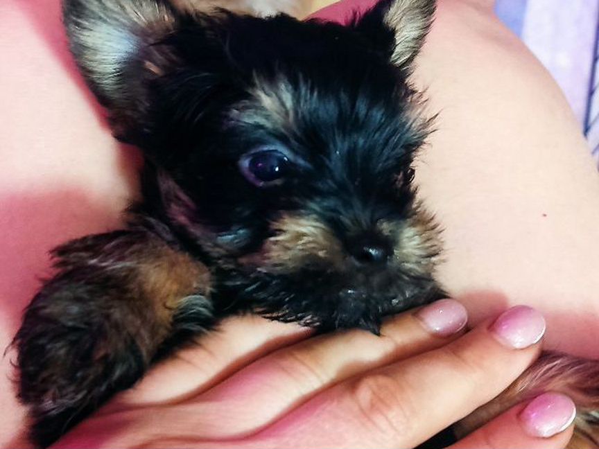 Йоркширский терьер щенок