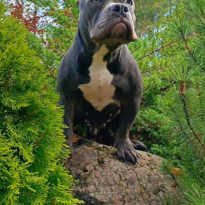 Американский булли покет