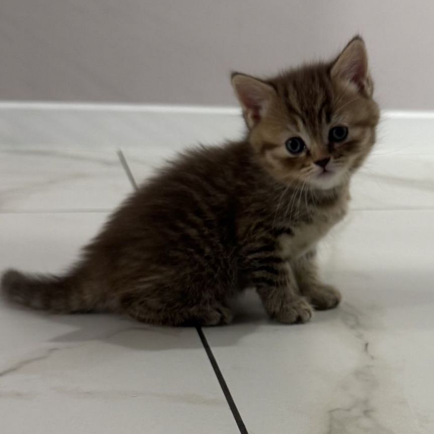 Шотландский прямоухий короткошёрстный котёнок
