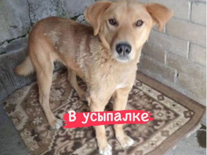 Собака мальчик