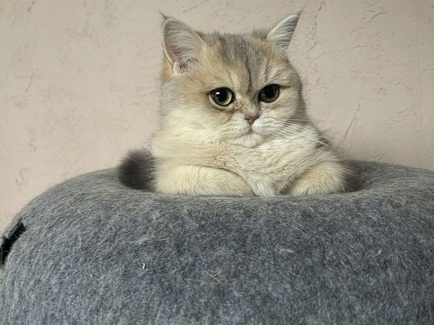 Котенок голубая шиншилла