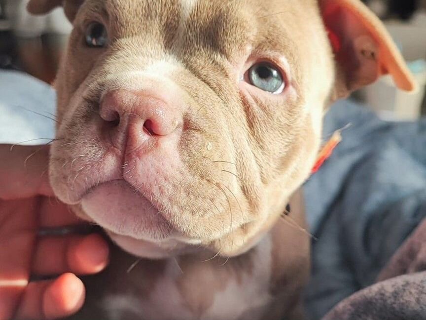 Американский булли девочка