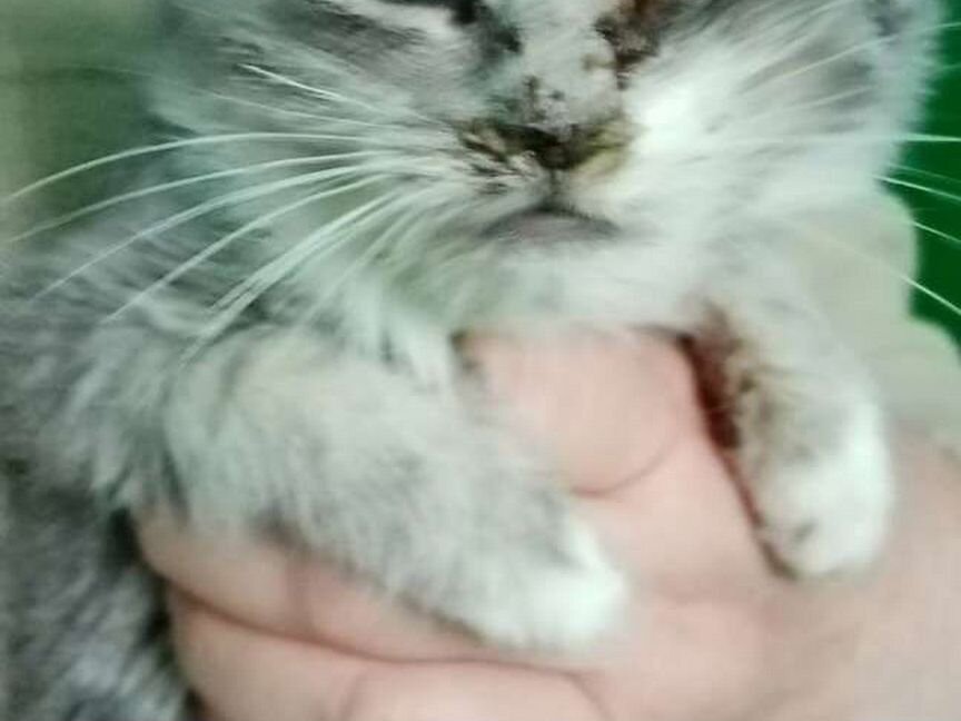 Кошка 2,5 мес котёнок ищет дом