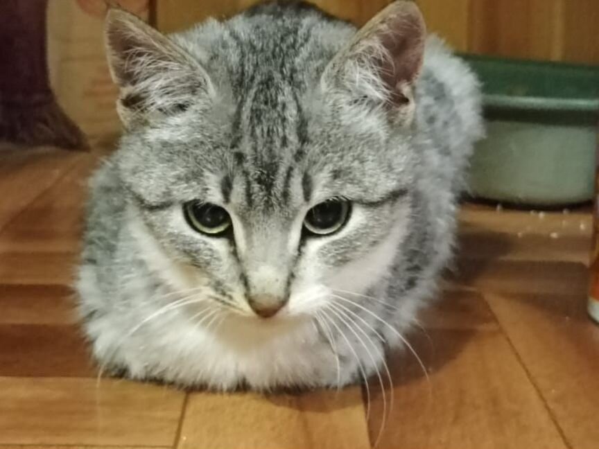 Очаровательный котенок девочка в добрые руки