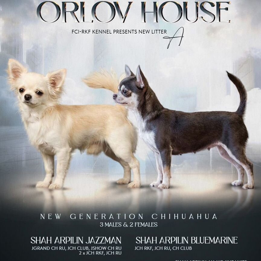 Чихуахуа, щенок