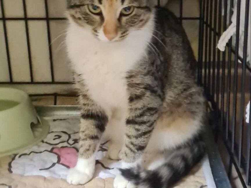 Лялька в добрые руки