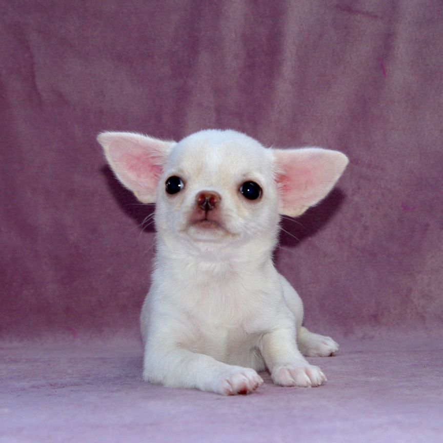 Чихуахуа девочка