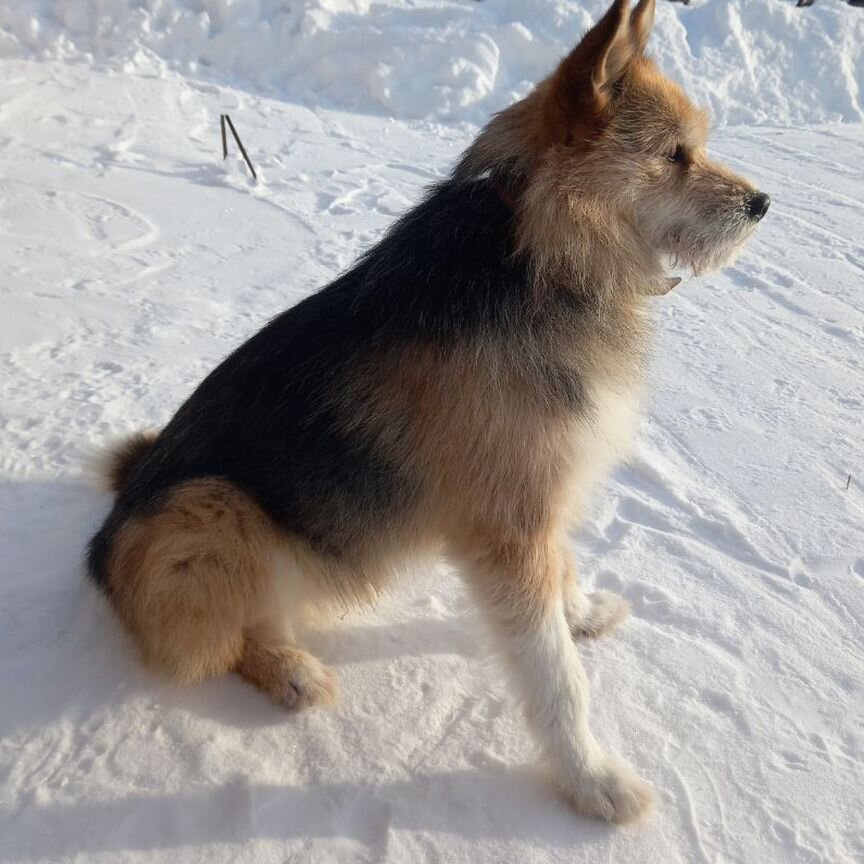 Лайка, взрослый пёс