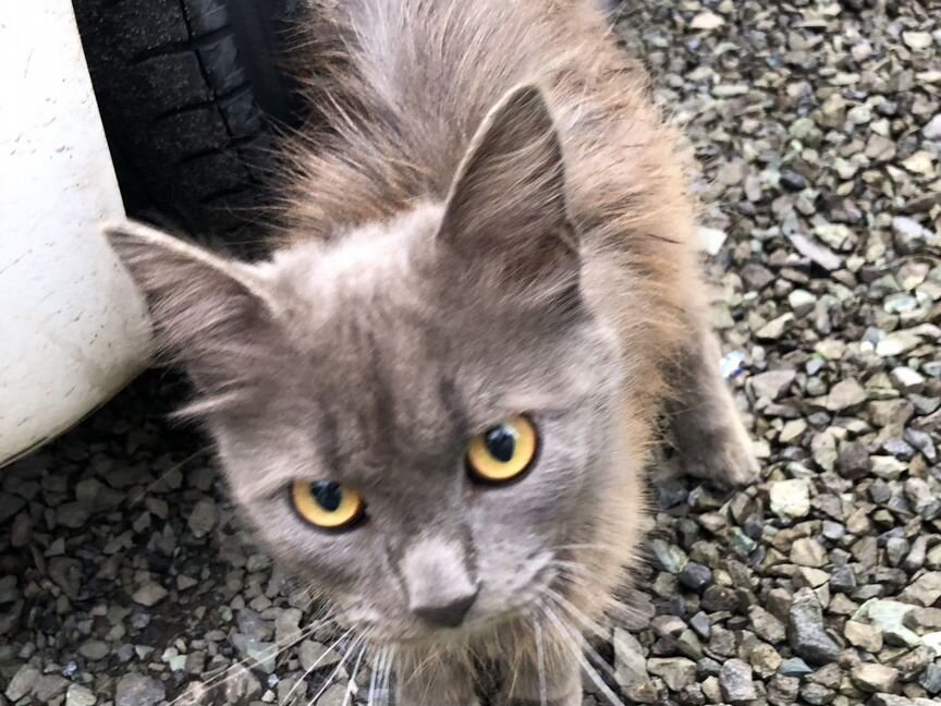 Котенок в добрые руки