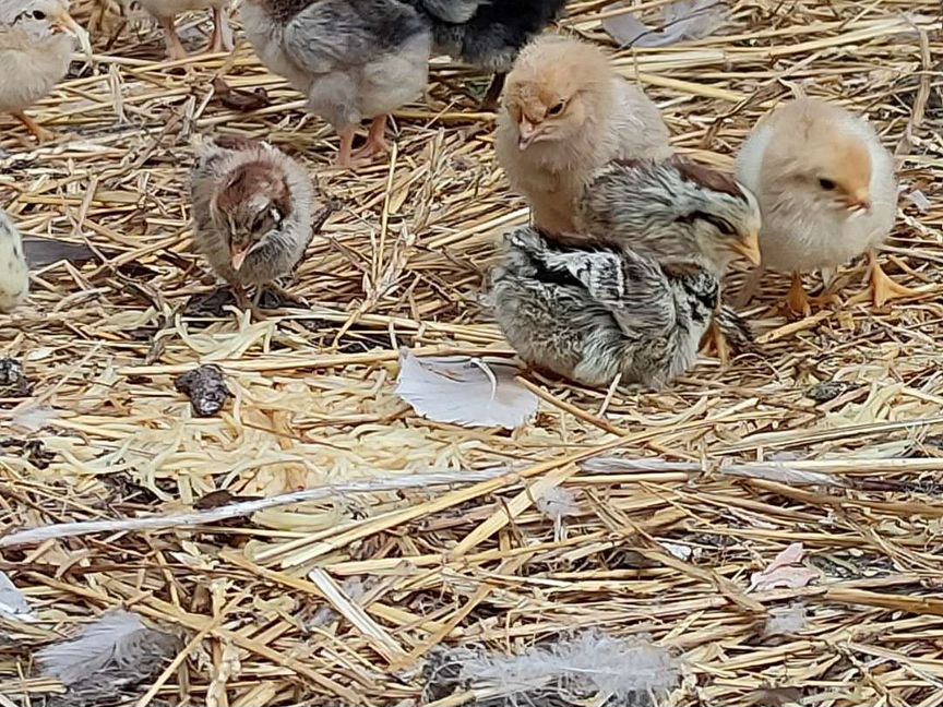 Цыплята бентамки