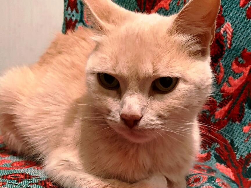 Рыжуню - в добрые руки