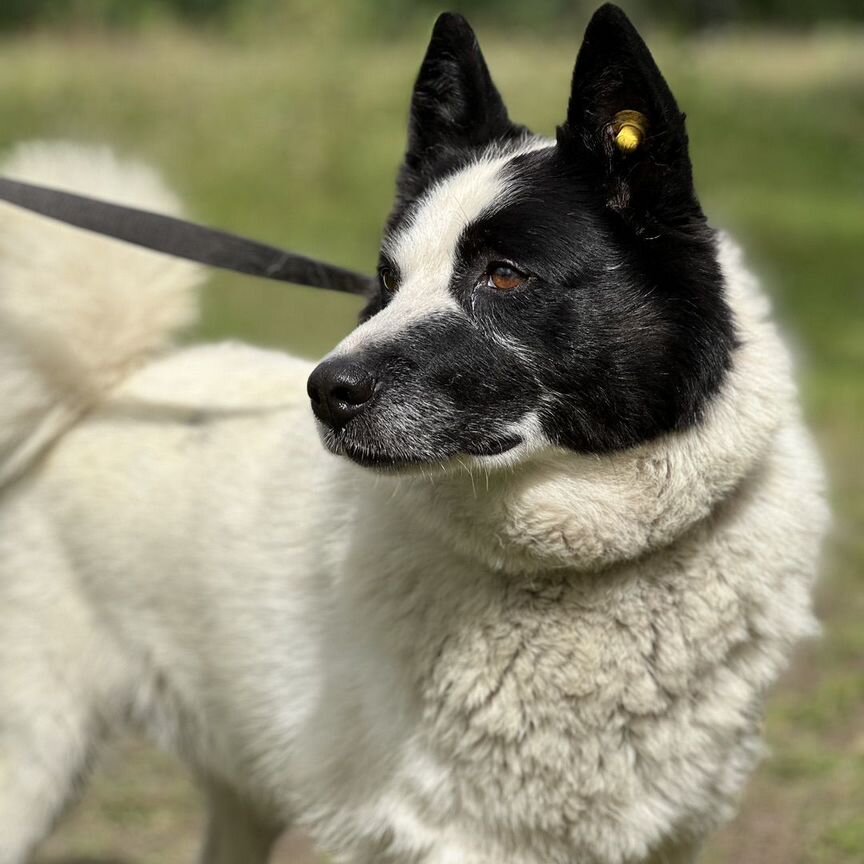 Лайка ищет дом