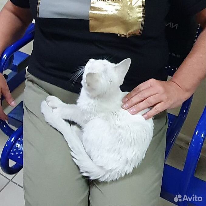 Пристраиваем найденного котёнка