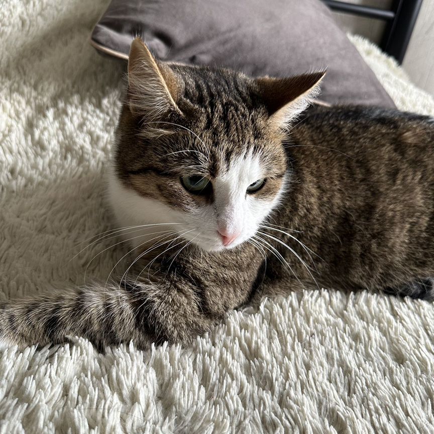 Кошка Лиля